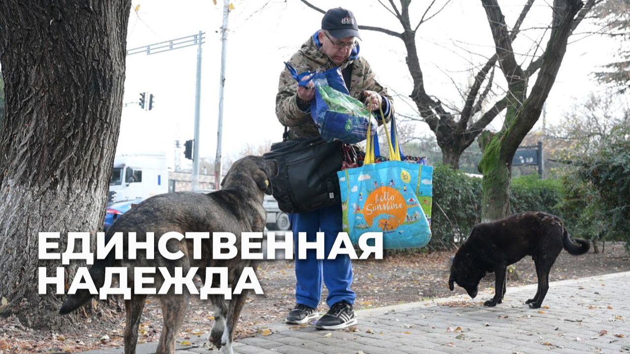 Большой поступок обычного человека: как житель Тбилиси спасает собак