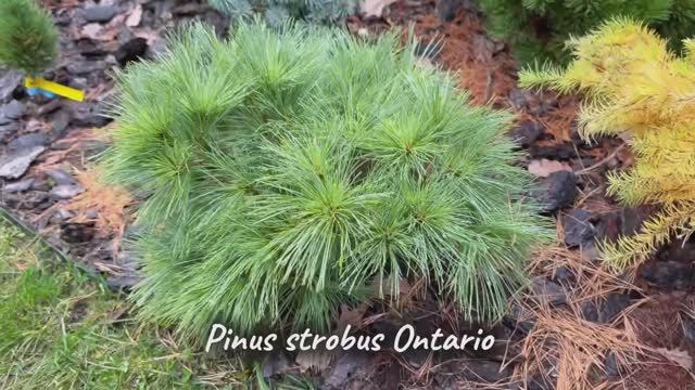 Pinus strobus Ontario