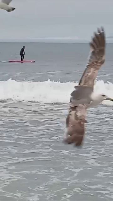 Летом все на море!