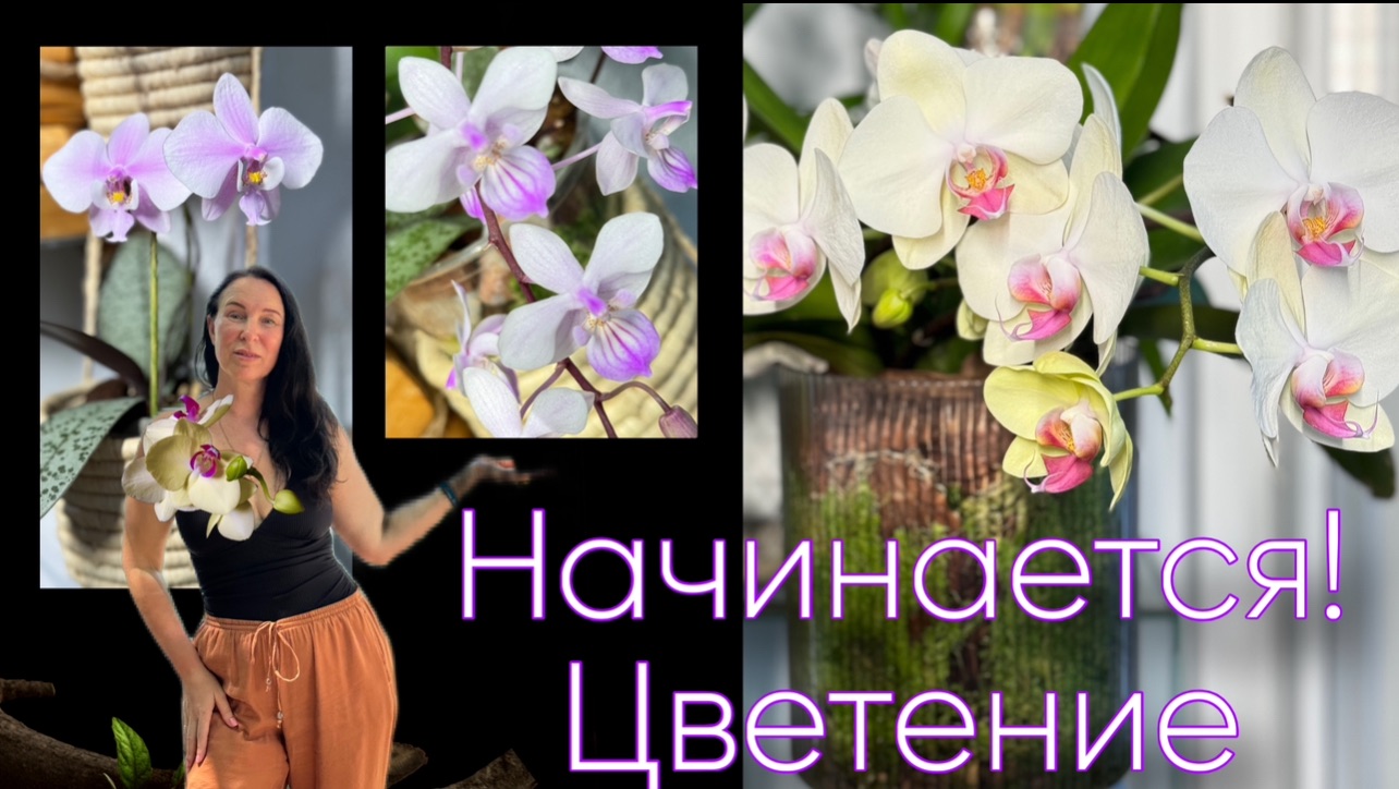 Скромно , но красиво начинается цветение! оговорилась, НЕ Монтрё, а Стелленбош!!! Нарядили ёлку 🎄