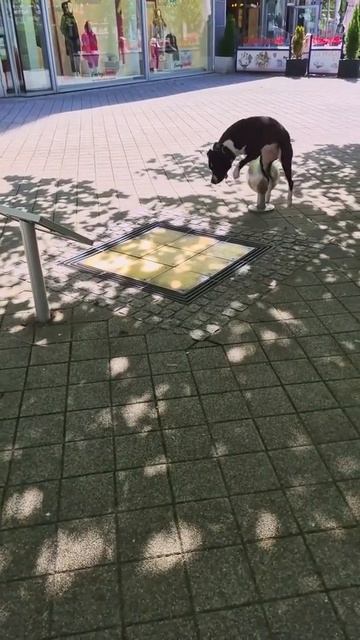 Самое милое видео за сегодня