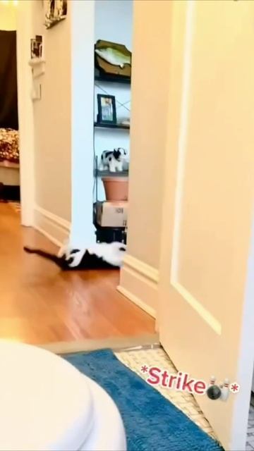 Смешные коты #99-4