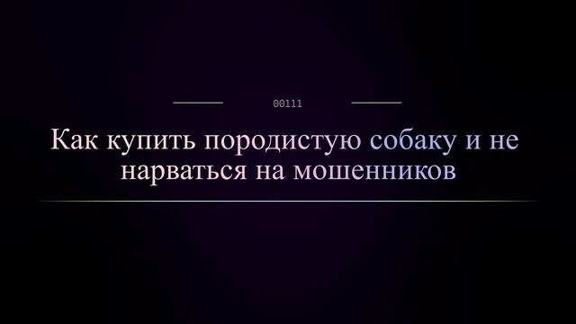 Как купить породистую собаку и не нарваться на мошенников