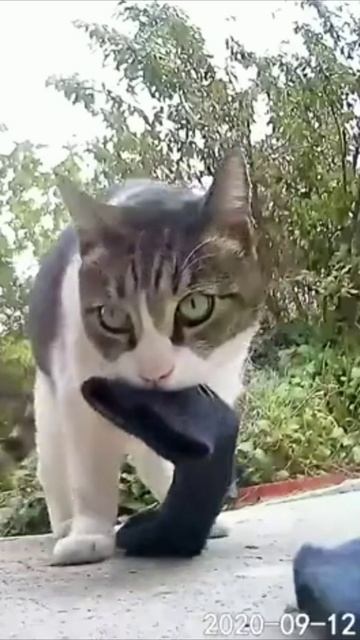 Смешные коты #99-3