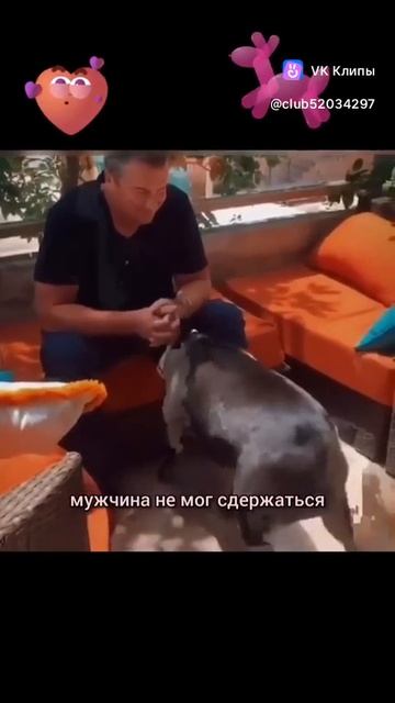 Приколы с животными