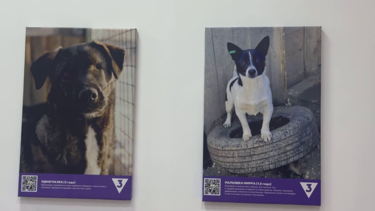 Животные, которым нужен дом. В Иркутске открылась трогательная фотовыставка приюта "Помоги выжить"