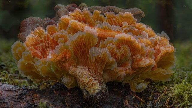 Грибы в косметологии и медицине: биологически активные вещества