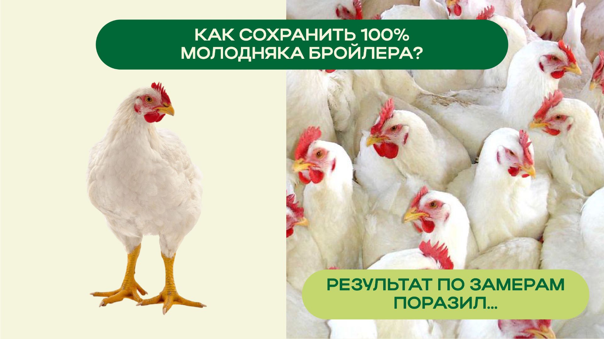 100% способ сохранить молодняк бройлеров