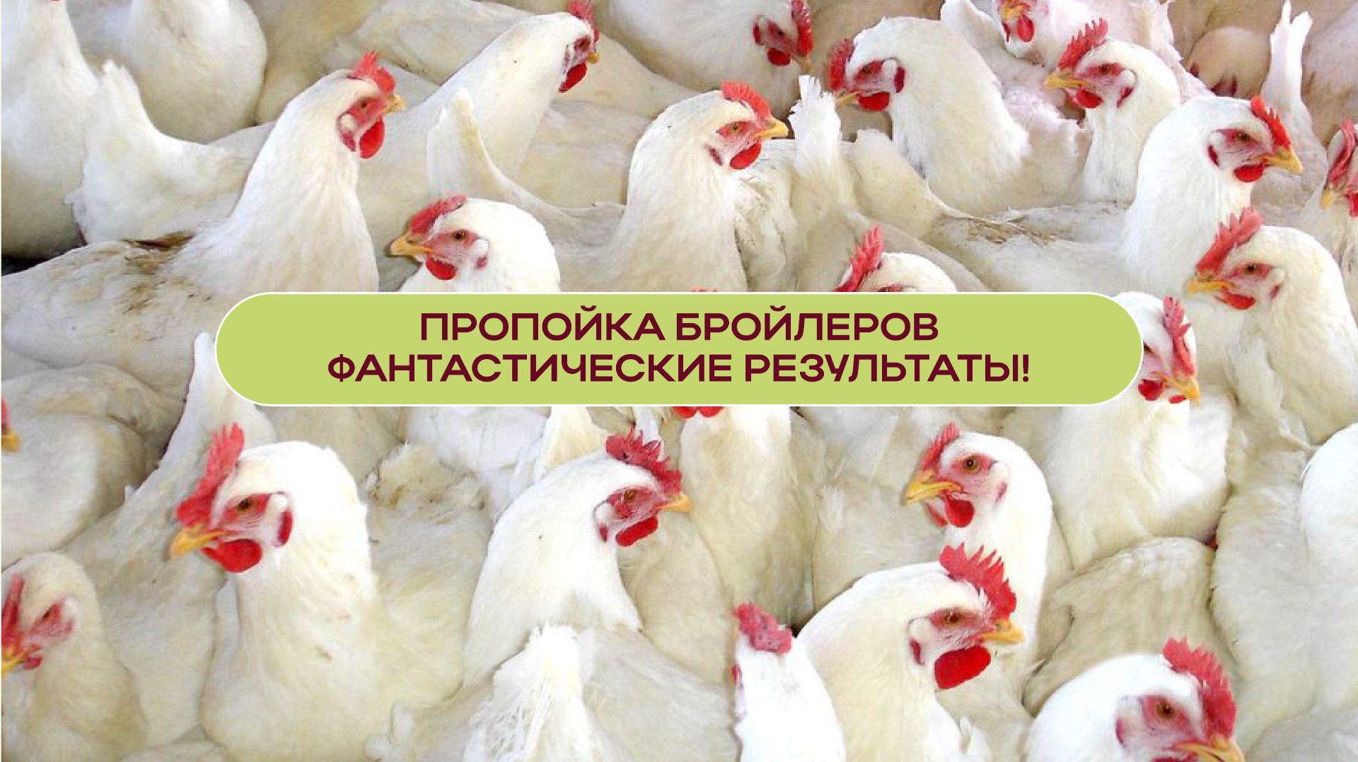 Фантастические результаты пропойки бройлеров