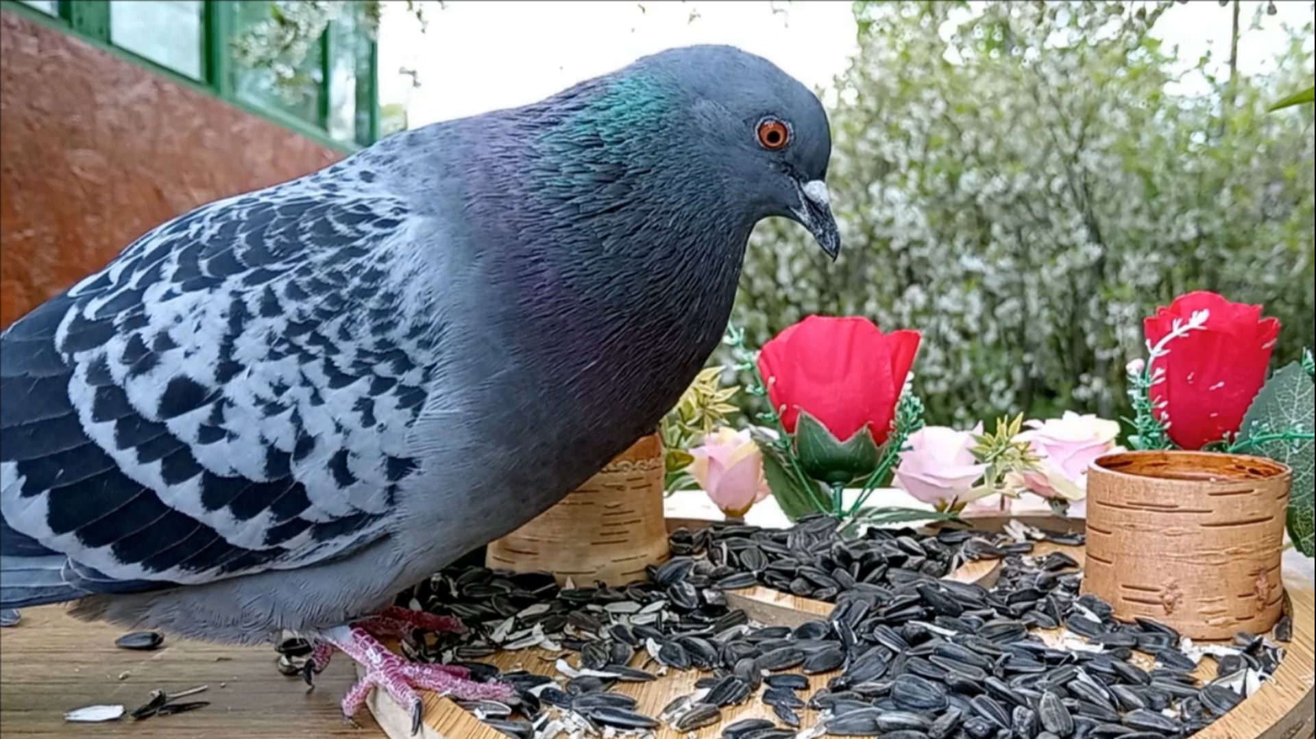 Кормушку посетили Зеленушки, Воробьи, Большие Синицы и Голуби