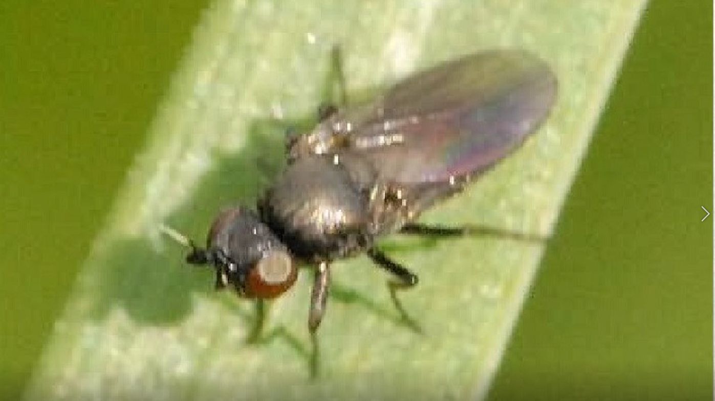 О вредителях кукурузы