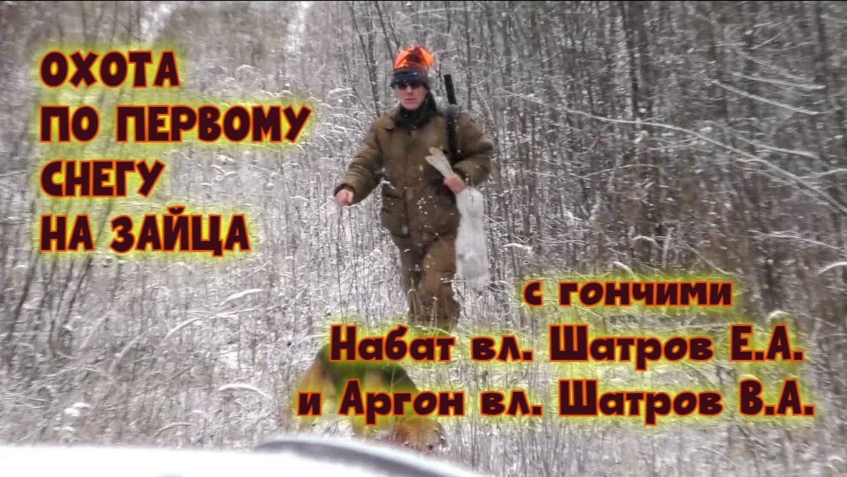 ОХОТА ПО ПЕРВОМУ СНЕГУ НА ЗАЙЦА с гончими Набат вл. Шатров Е.А. и Аргон вл. Шатров В.А.#топ#hunting