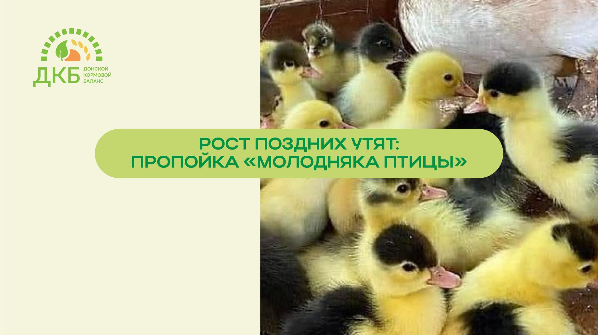 Про рост поздних утят. Витамины для утят, уток, цыплят, кур