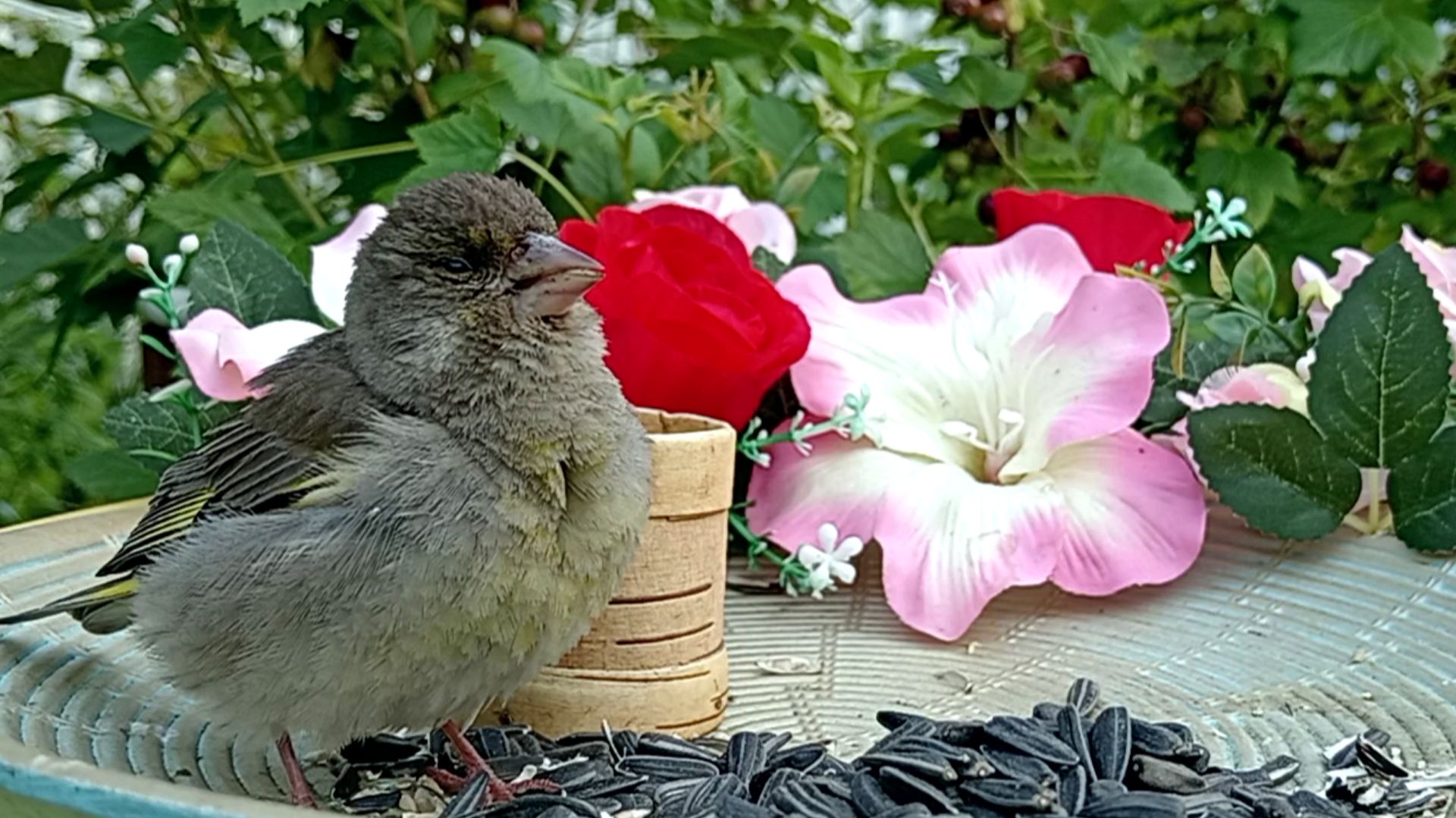Птенец Зеленушки учится клевать семечки