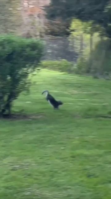 Смешные коты #99-6