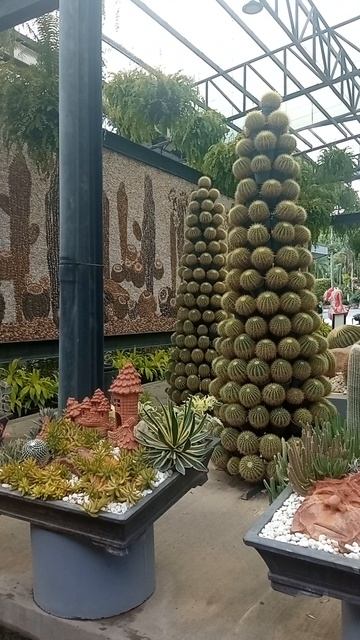 Кактусы в Таиланде? Да! Колючая поэзия в тропиках: тайны зала кактусов в Nong Nooch Garden