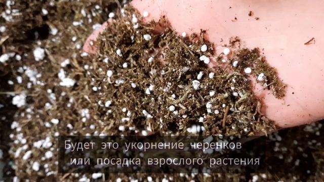Готовлю грунт для укоренения черенков