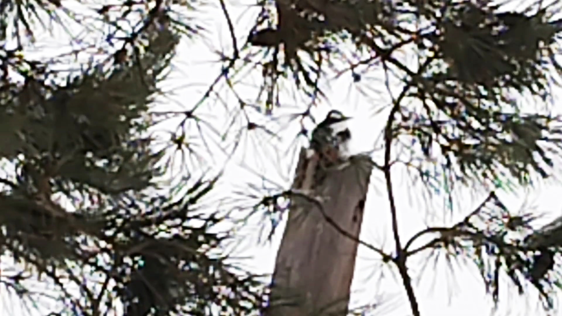 Свиристели, прилетели! Дятел, пожаловал! Птичий завтрак в непогоду. 24-12-2025