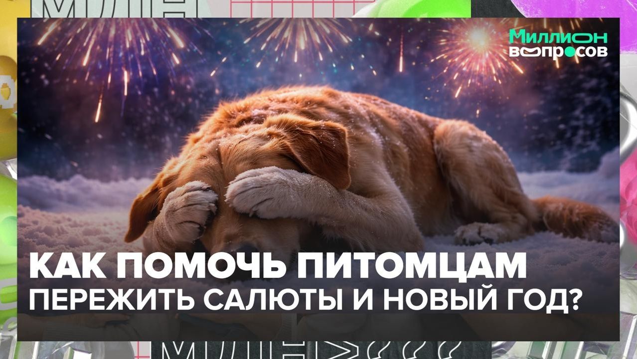 Что делать, если питомец боится новогоднего салюта? | Миллион вопросов — Москва 24 | Контент