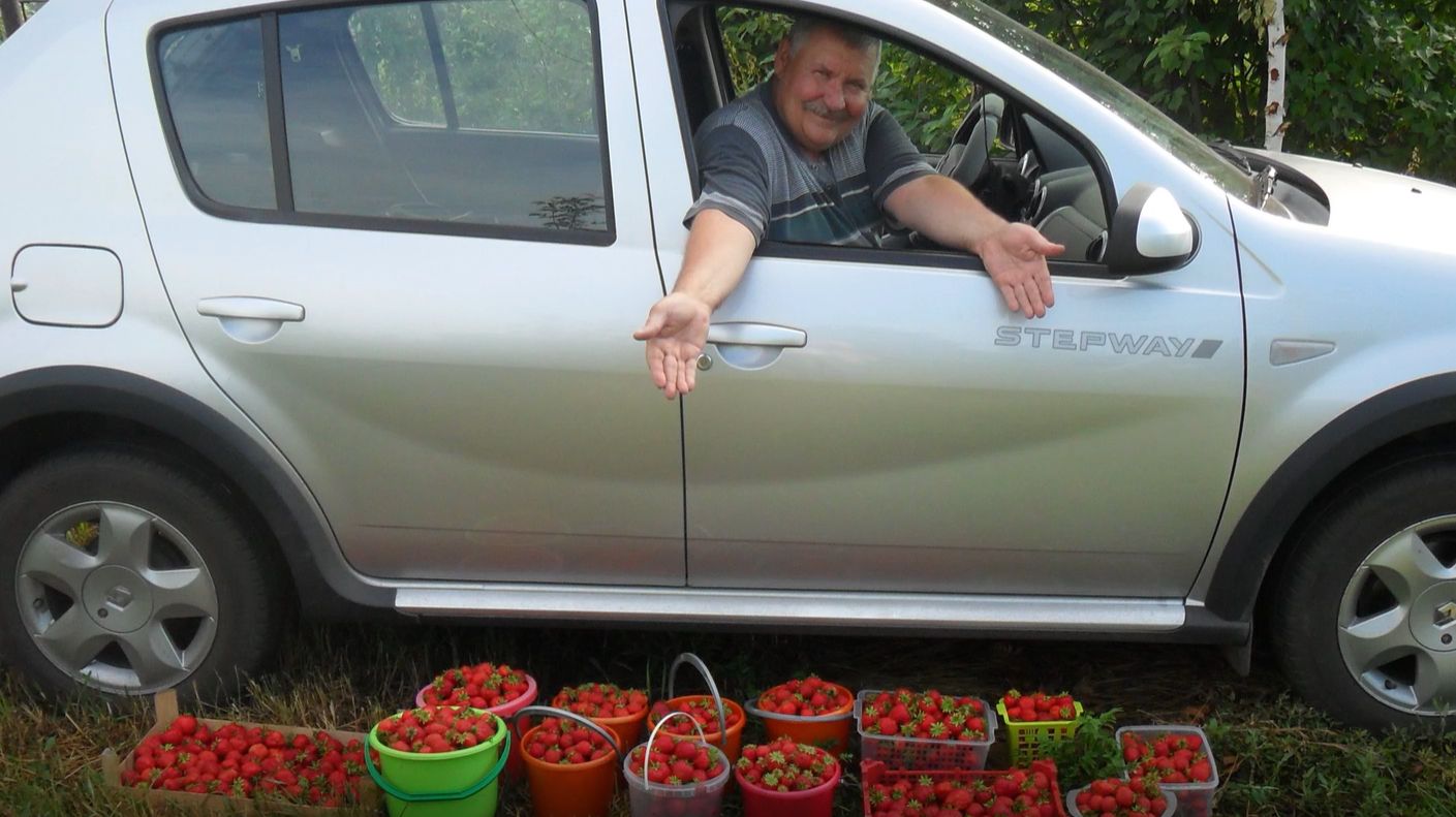 Вопросы и ответы по выращиванию клубники 3