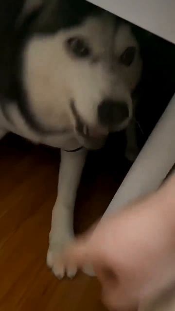 Весёлые хаски