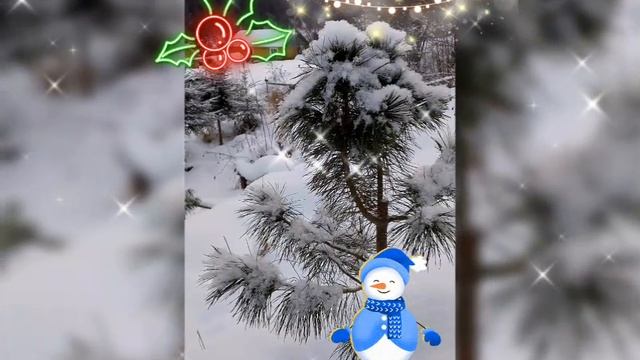 🌲КЕДРЫ🌲24 ДЕКАБРЯ 2025 г.🌲