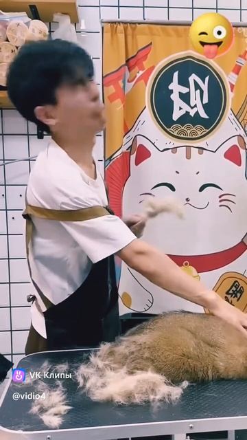 Приколы с животными