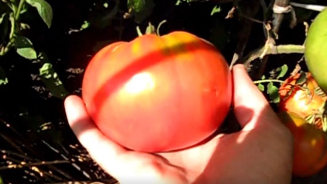 Сорта помидоров на моем участке