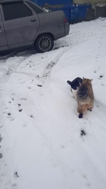 11.12.25г. КРАШЕ нет на СВЕТЕ!!!