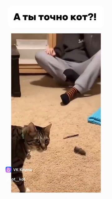 Приколы с животными