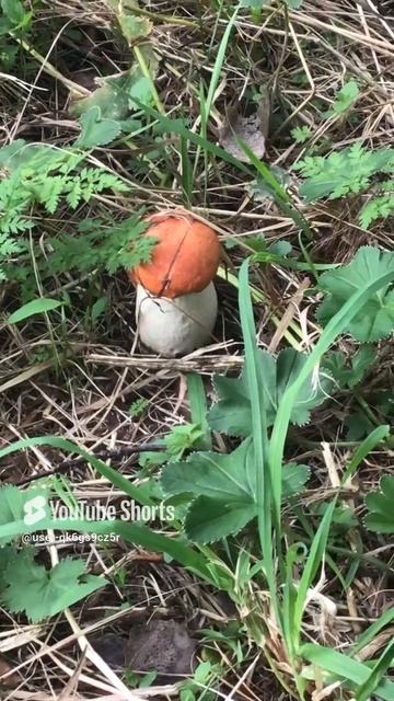 Ленобласть. Хвойное. 05.09.2024. Грибы-подосиновик трехдневный, на дороге на рыбалку к Вуоксе