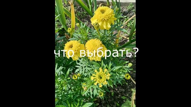 ТАГЕТЕСЫ. БАРХАТЦЫ. ЧТО ВЫБРАТЬ?