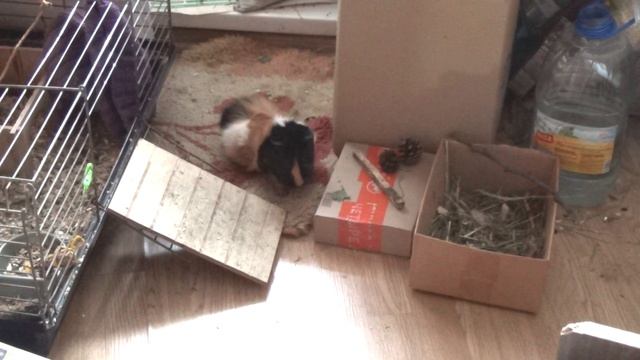 Морская свинка Белочка ноябрь2021