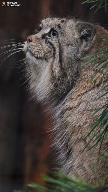 Манул Намика задумалась. Ленинградский зоопарк