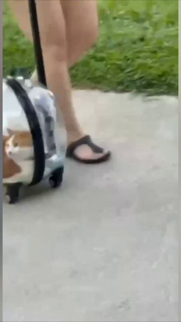 Смешные коты #99-5