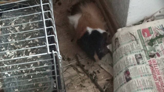 Белочка и Блэкки ноябрь 2021