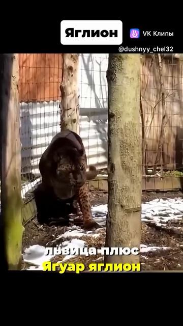 Приколы с животными