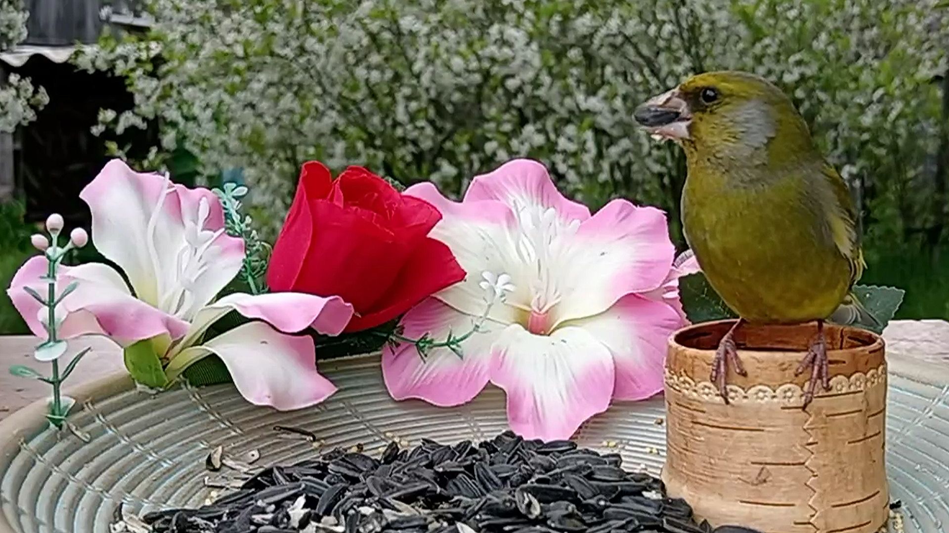 Зеленушки и Большаки на кормушке