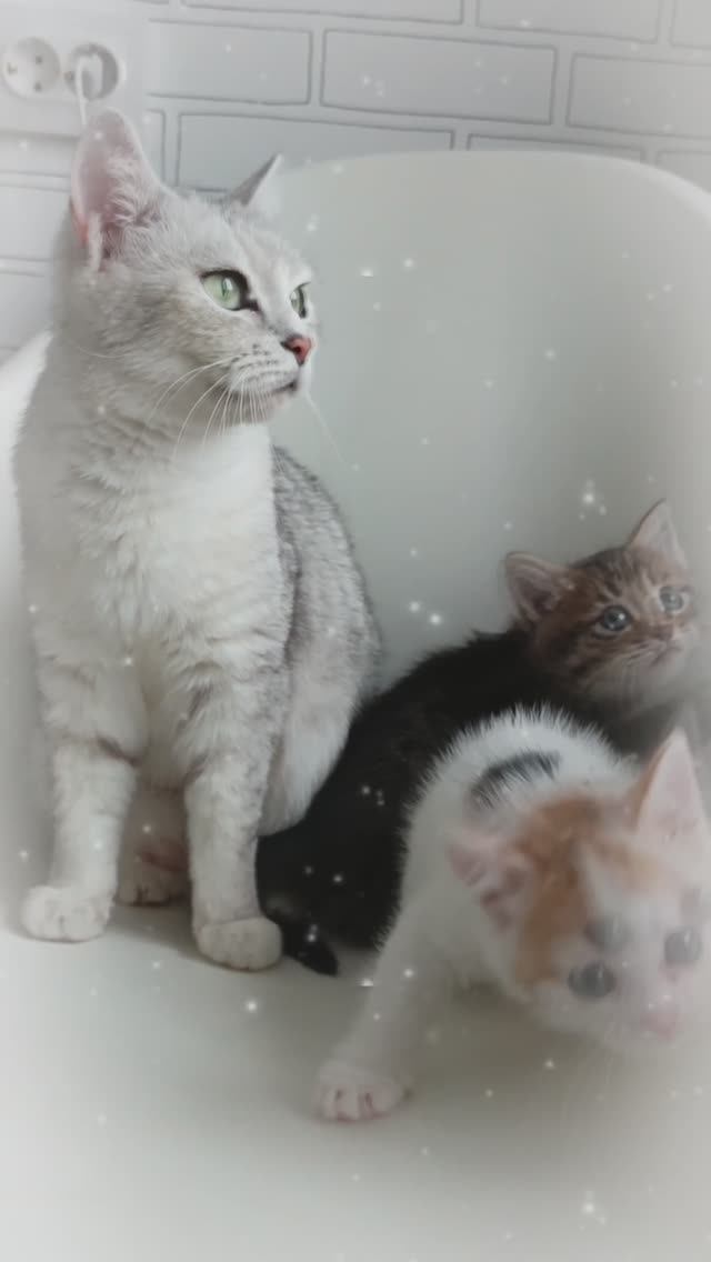 Betsy, Ded M — «Под Новый год» и наши подарочки 🎄🎁😻