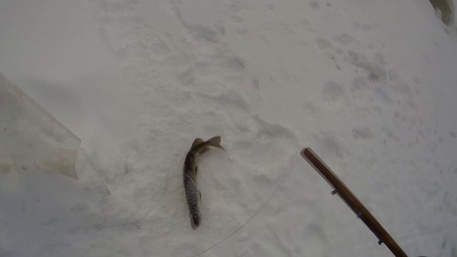 двушка 24.12.25