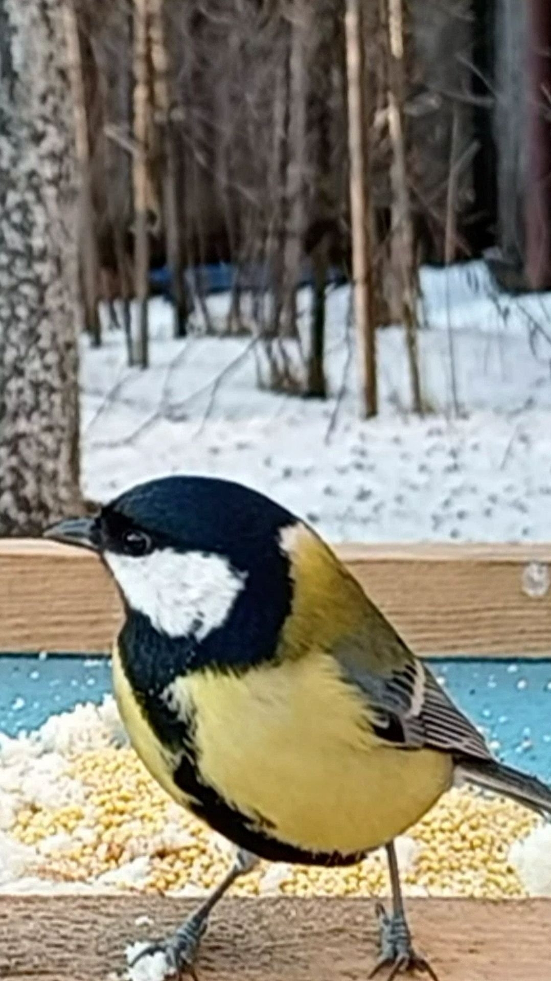 Синичка#БольшаяСиница#Синица#Большак