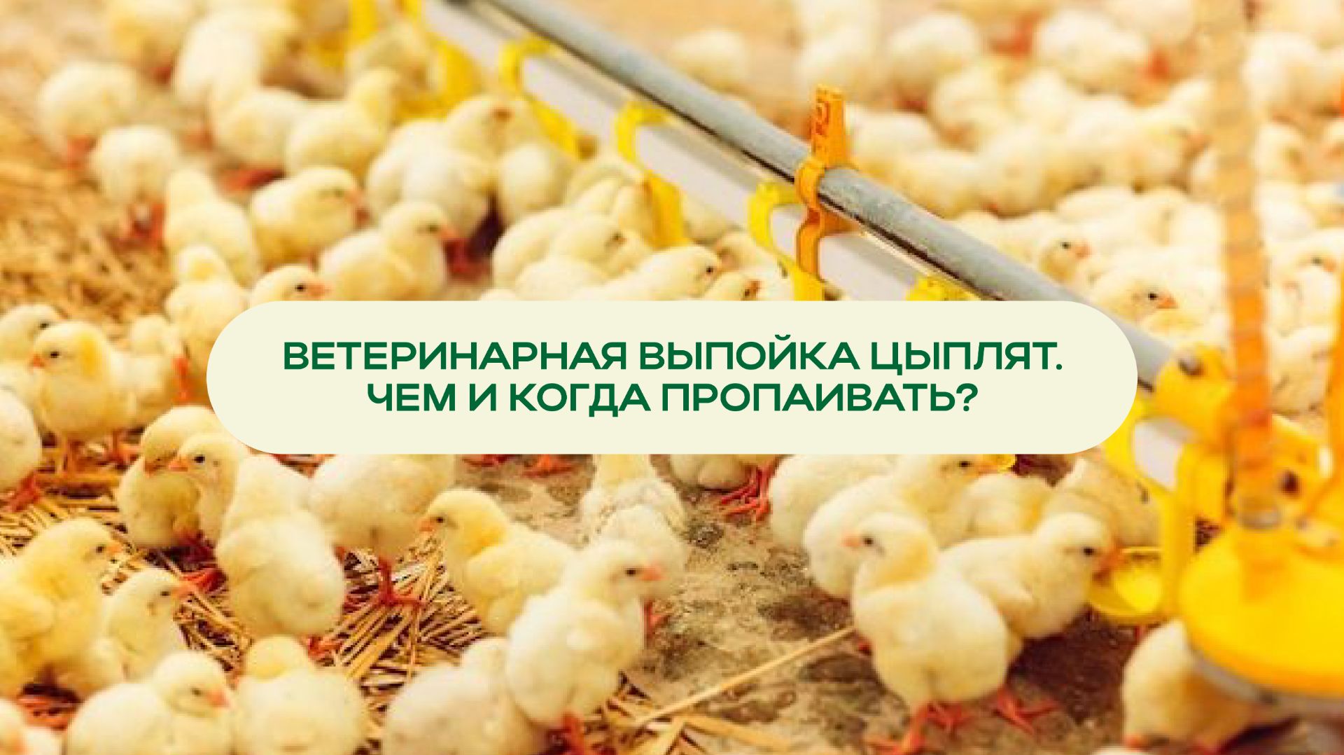 Ветеринарная пропойка цыплят | Чем и когда выпаивать? | Обзор ДКБ