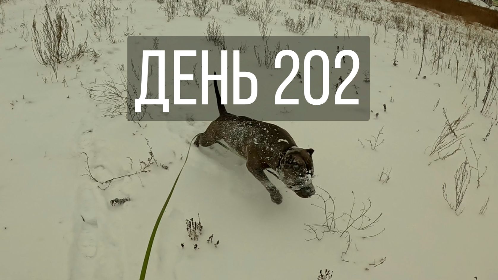 День 202