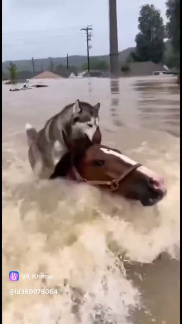 Приколы с животными