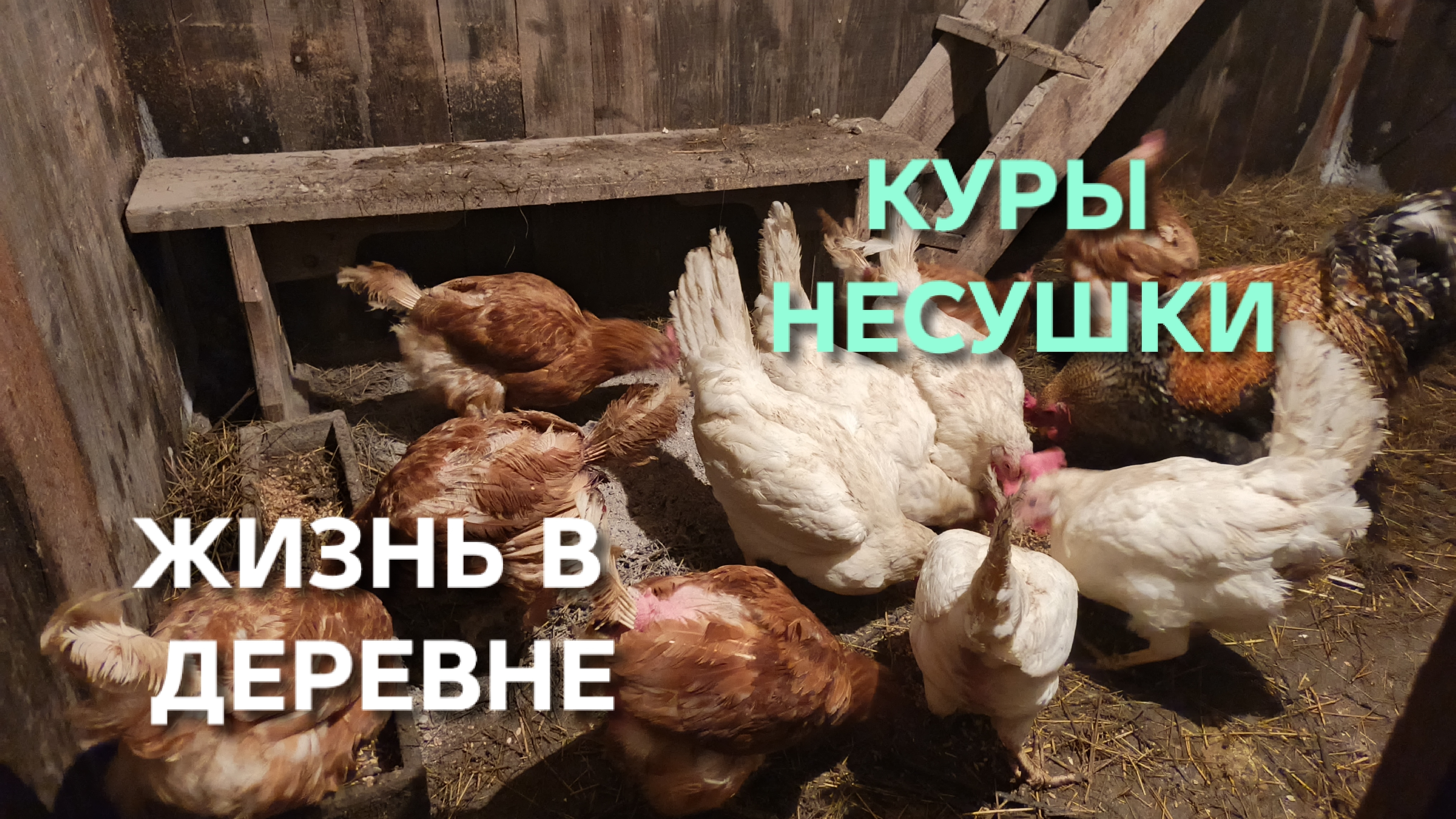 Жизнь в деревне Куры в шоке у них стресс из-за перепадов температуры перестали нестись что делать