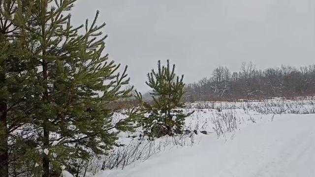 Загулял бродяга-ветер в снежном декабре.