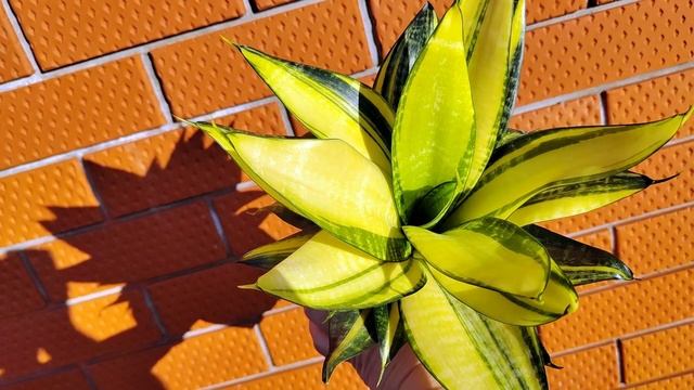 Сансевиерия Хани Вариегатная