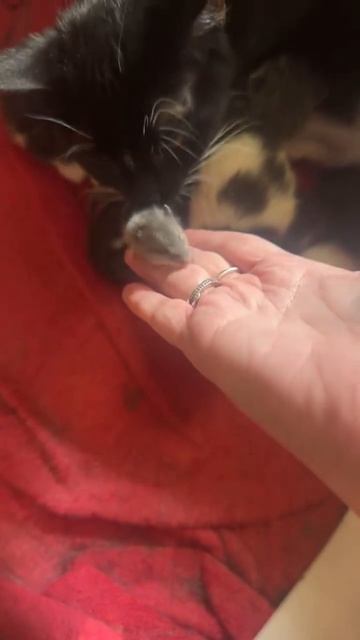 Подарки от котов