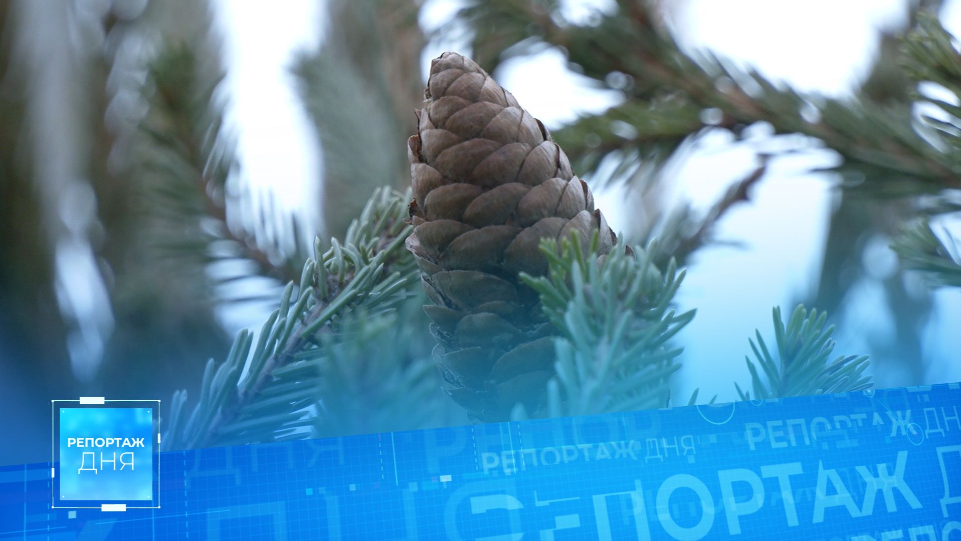 Праздник к нам приходит: ёлочные базары в столице Республики! Какие цены на зелёных красавиц?