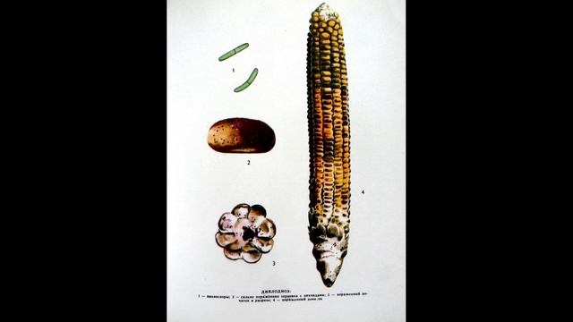 О болезнях кукурузы